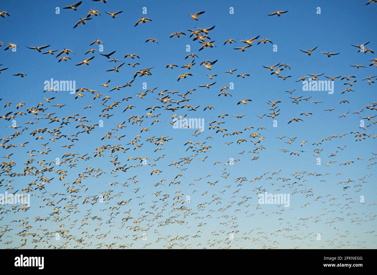 Snow Goose mass lift off Anser caerulescens Bosque del Apache NWR New ...