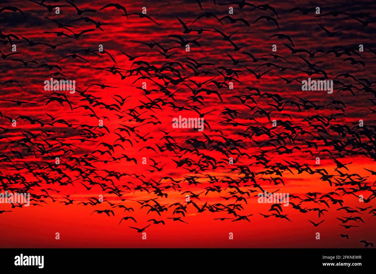 Snow Geese leaving roost at dawn Anser caerulescens Bombay Hook NWR ...
