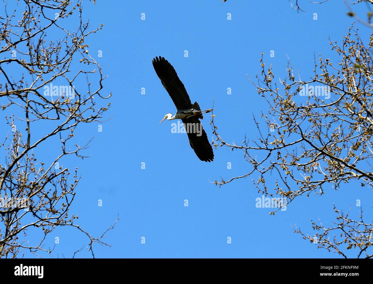 Heron in flight Stock Photo - Alamy