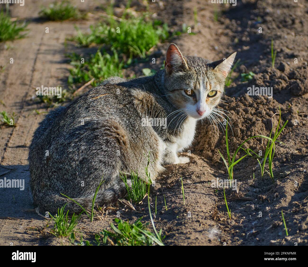 Breeding cat hi-res stock photography and images - Alamy
