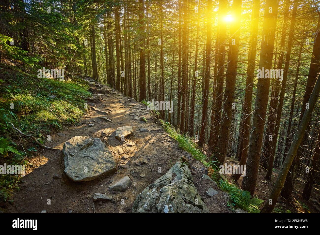 Eco-tourism rocky trail trough summer pine forest Stock Photo - Alamy