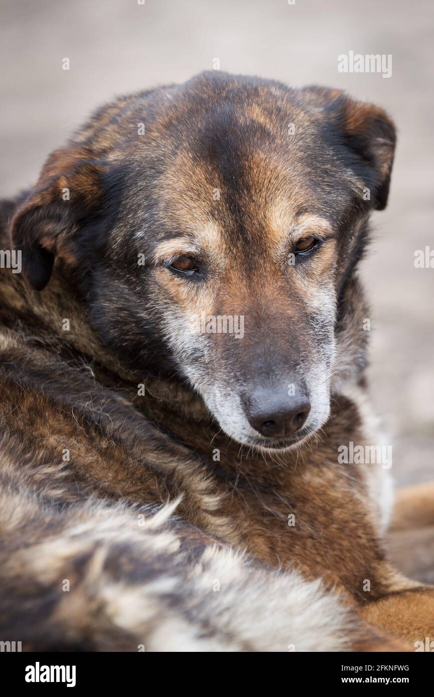 Adopt dog hi-res stock photography and images - Alamy