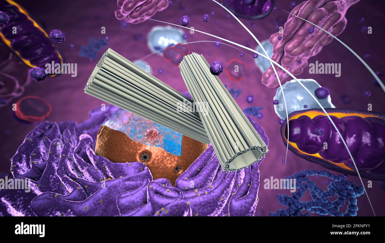 Organelles inside Eukaryote, focus on centrosome - 3d illustration ...