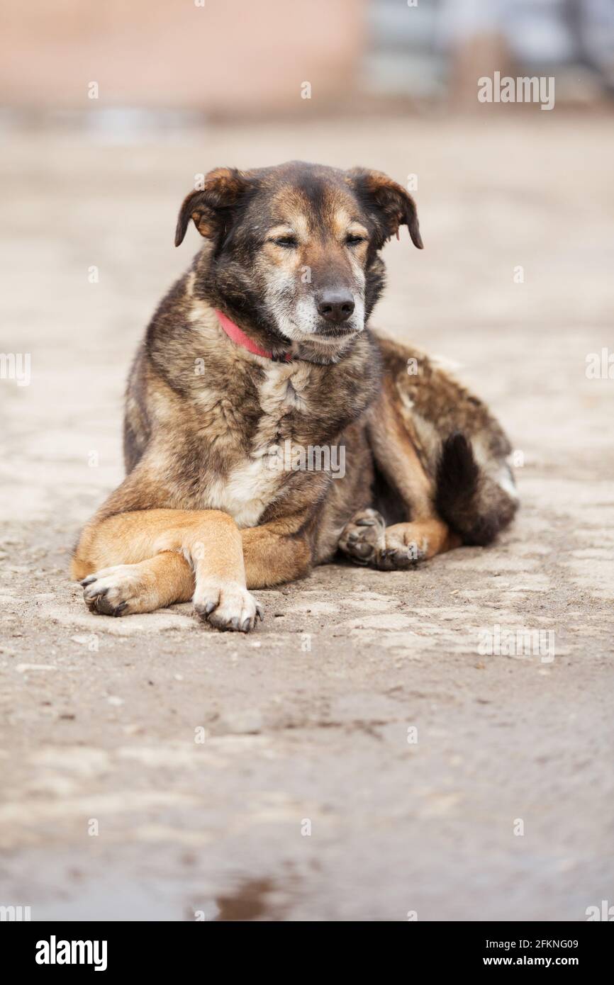 Dog with sad eyes in the shelter for adoption Stock Photo - Alamy