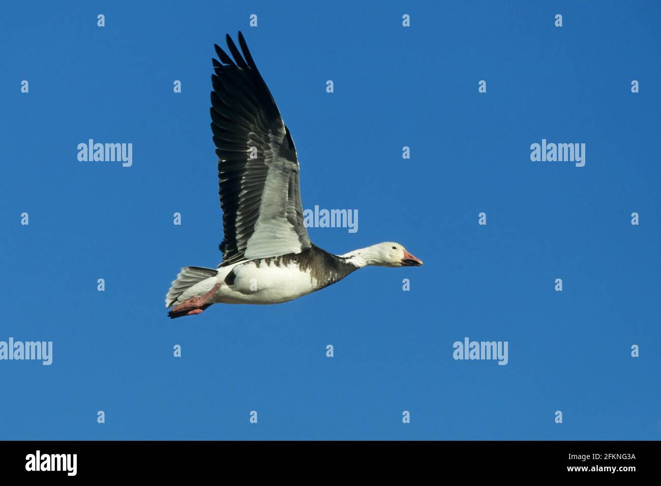 Blue goose hi-res stock photography and images - Alamy