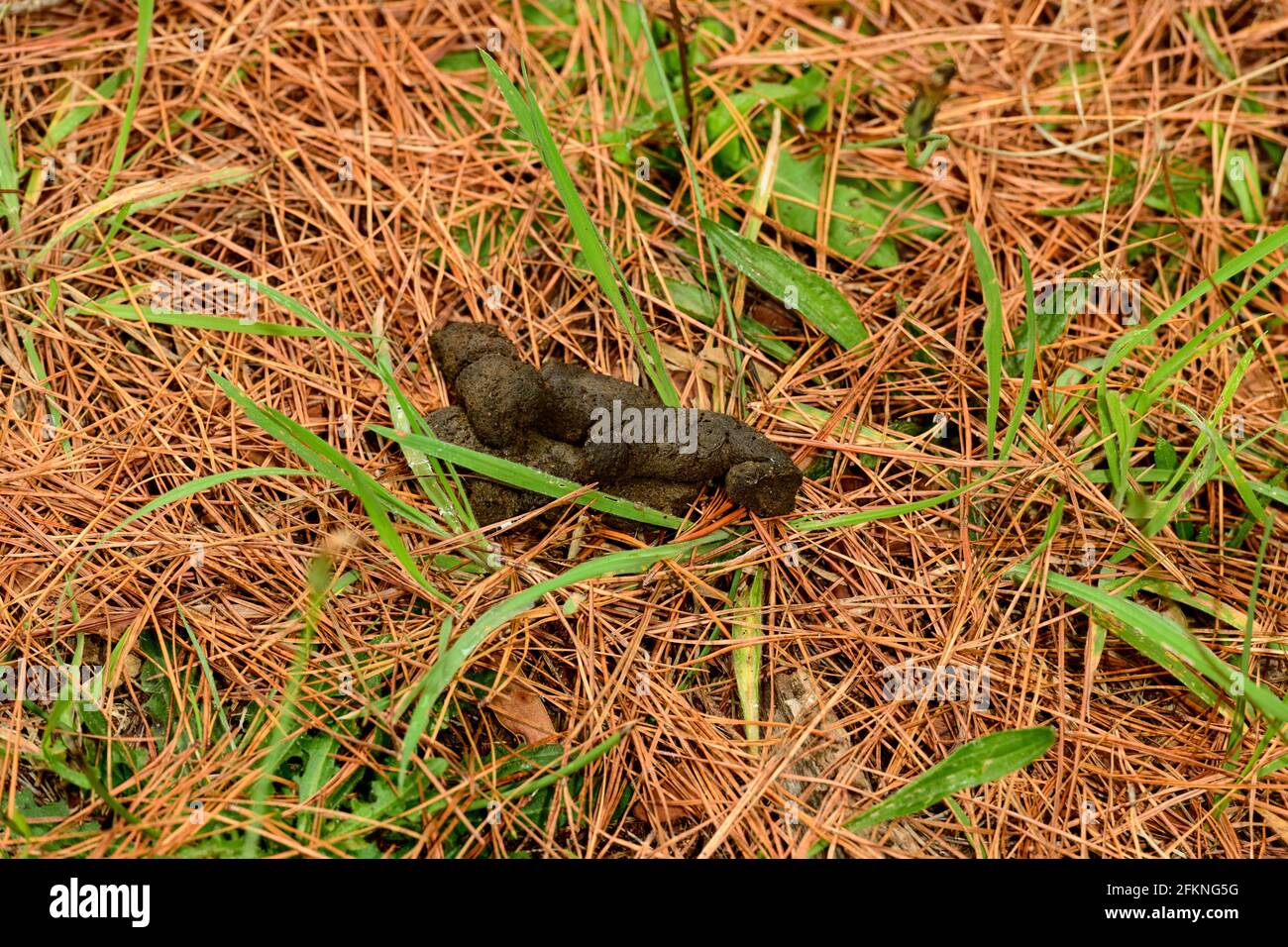 Dog Poo left on a public footpath bycycle trail Stock Photo - Alamy