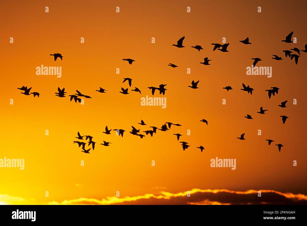 Snow Geese leaving roost at dawn Anser caerulescens Bosque del Apache ...
