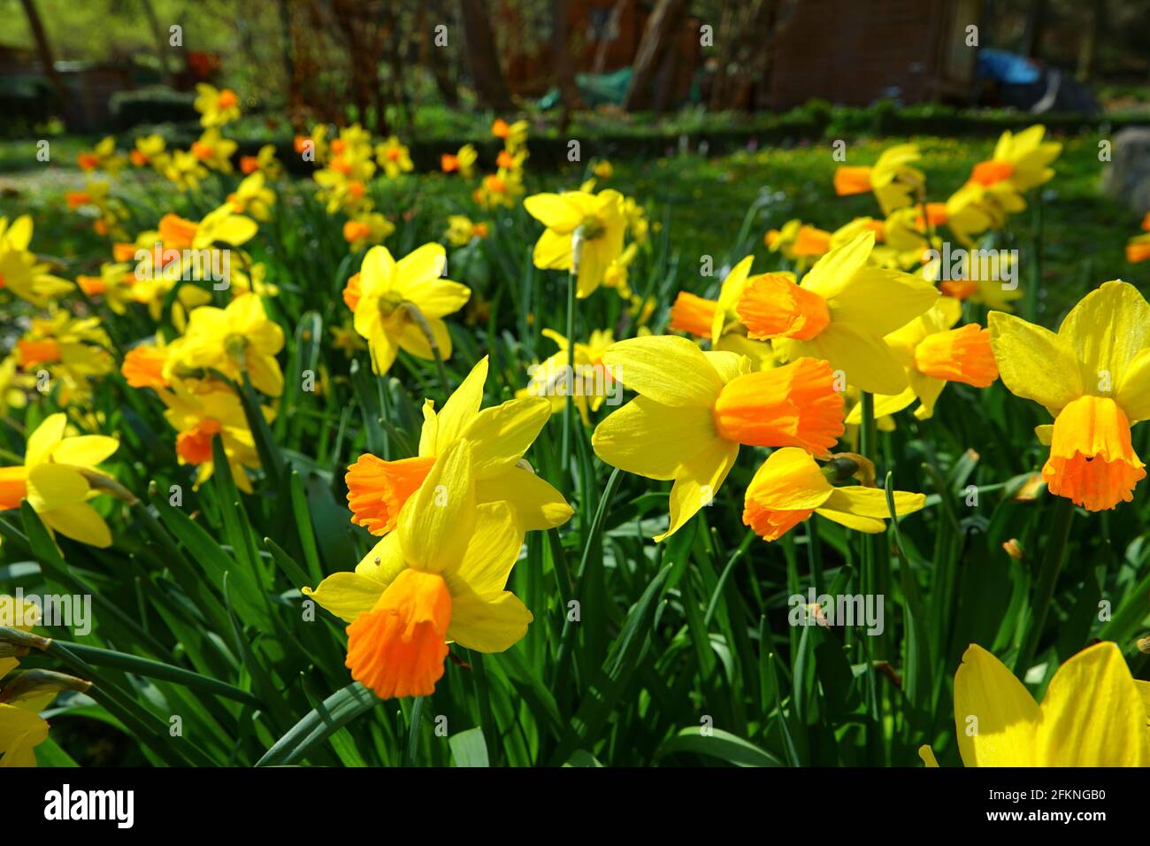 Field of beautiful daffodils or Lent lily flowers - Narcissus ...