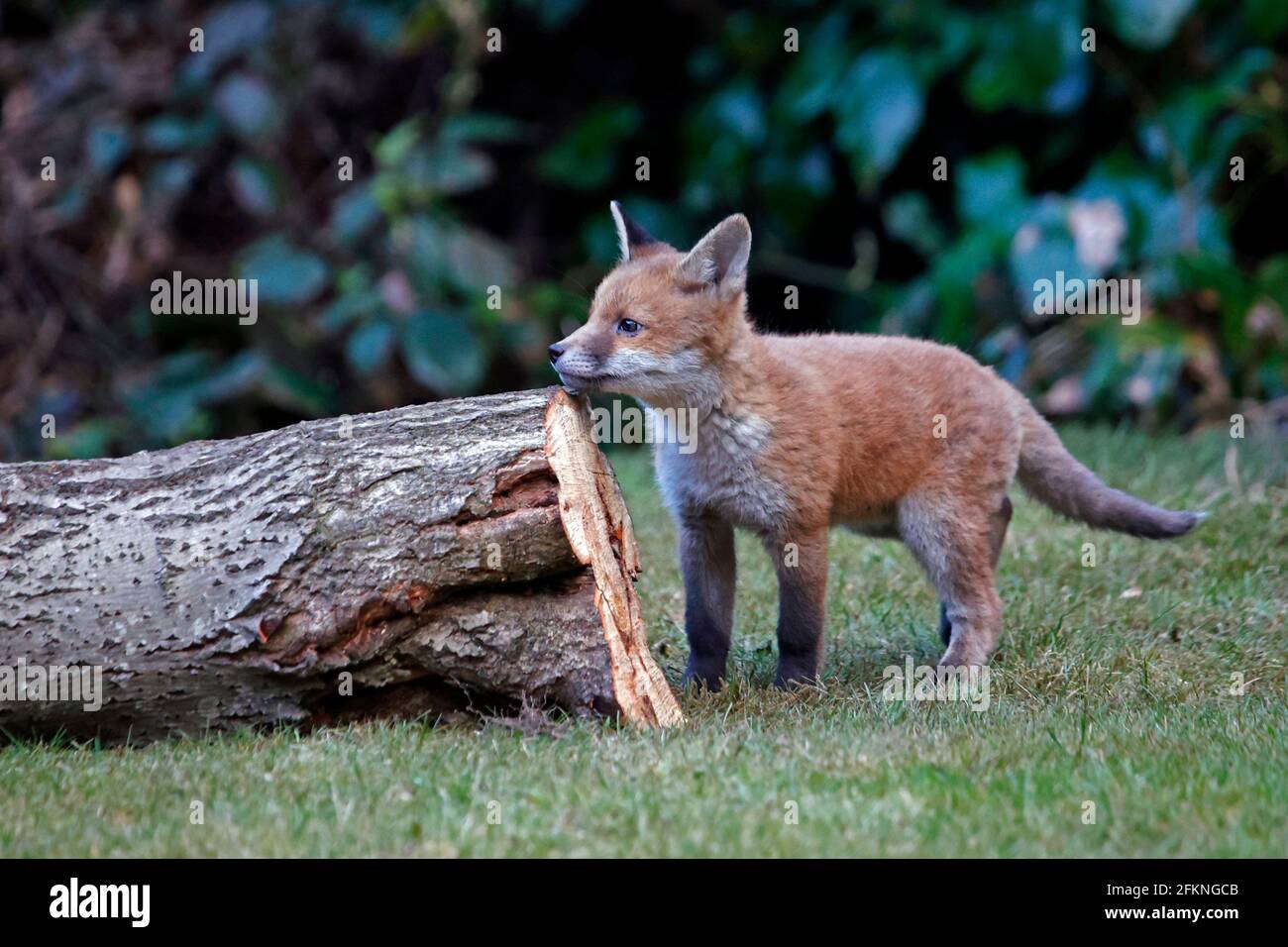 Young fox cub exploring the garden Stock Photo - Alamy