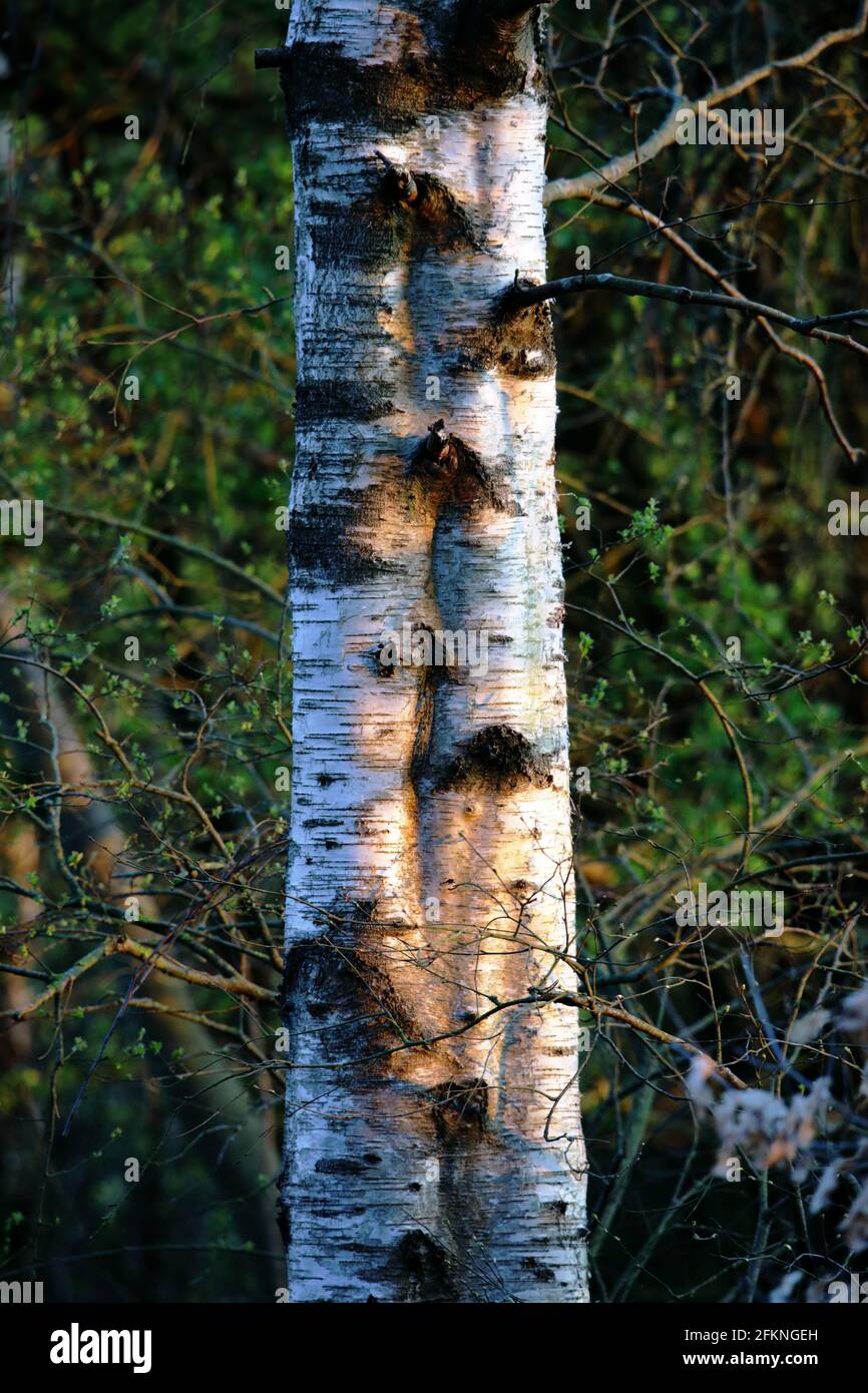 a silver birch (Betula pendula) tree at sunset Stock Photo - Alamy