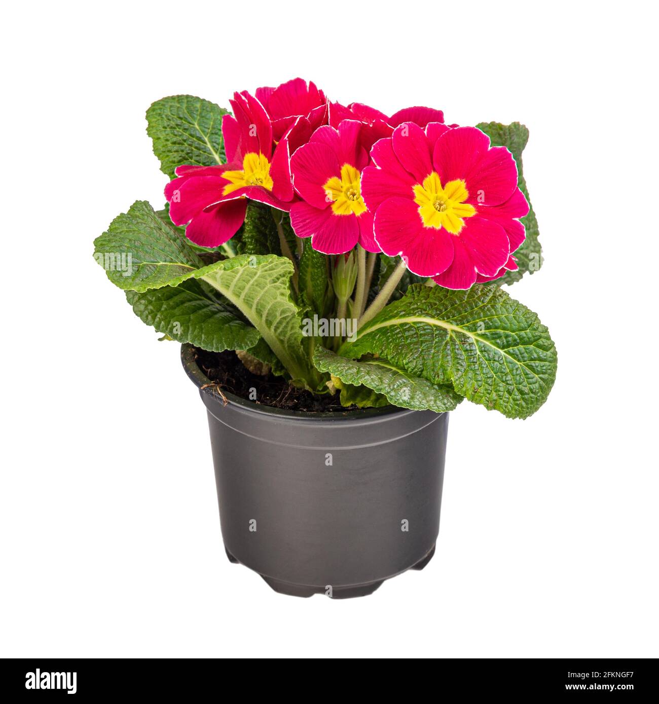 Red Primrose blossoming with yellow centres over green leaves Primula ...