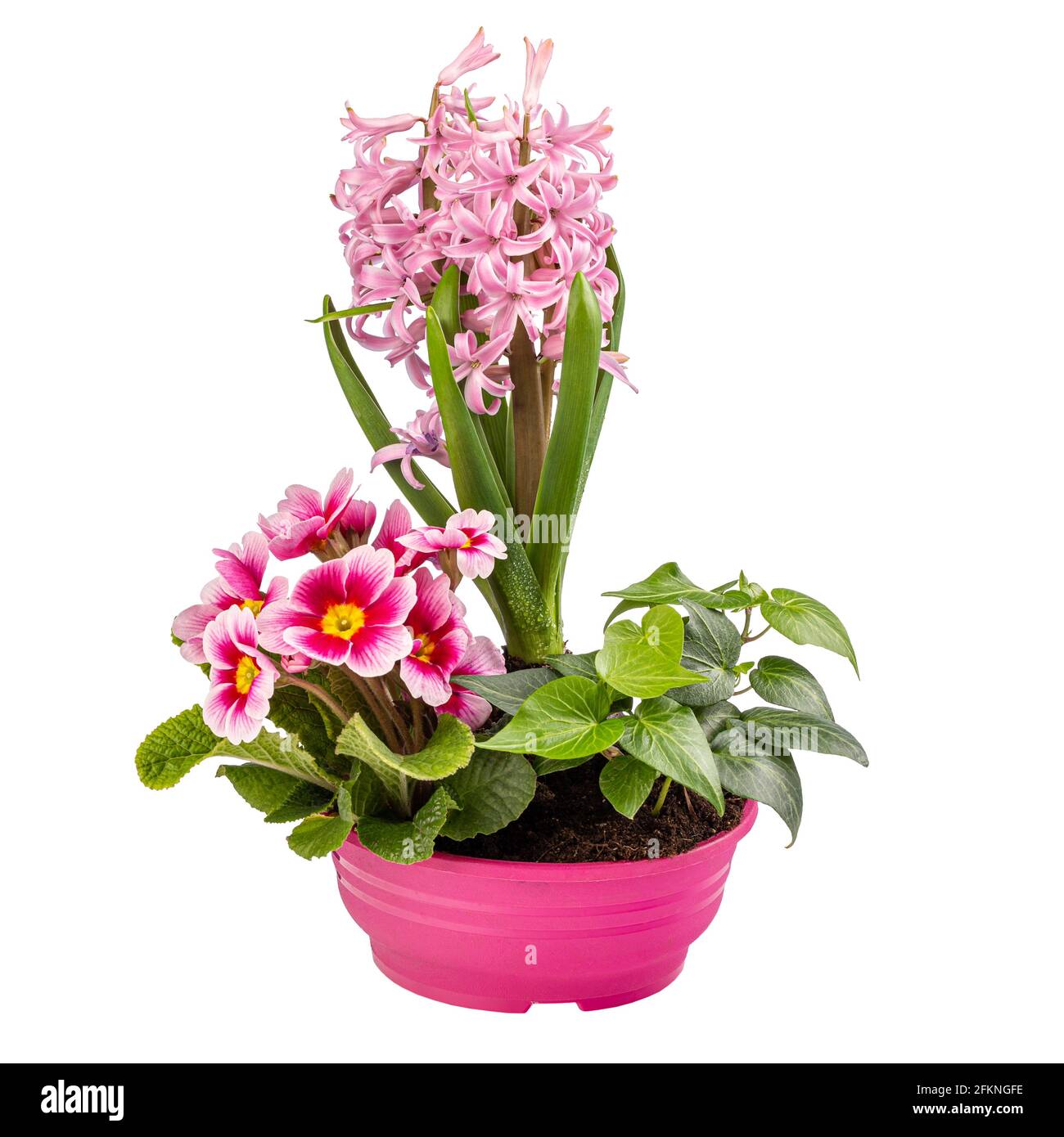Beautiful delicate pink primrose and hyacinth flowers in pot isolated ...