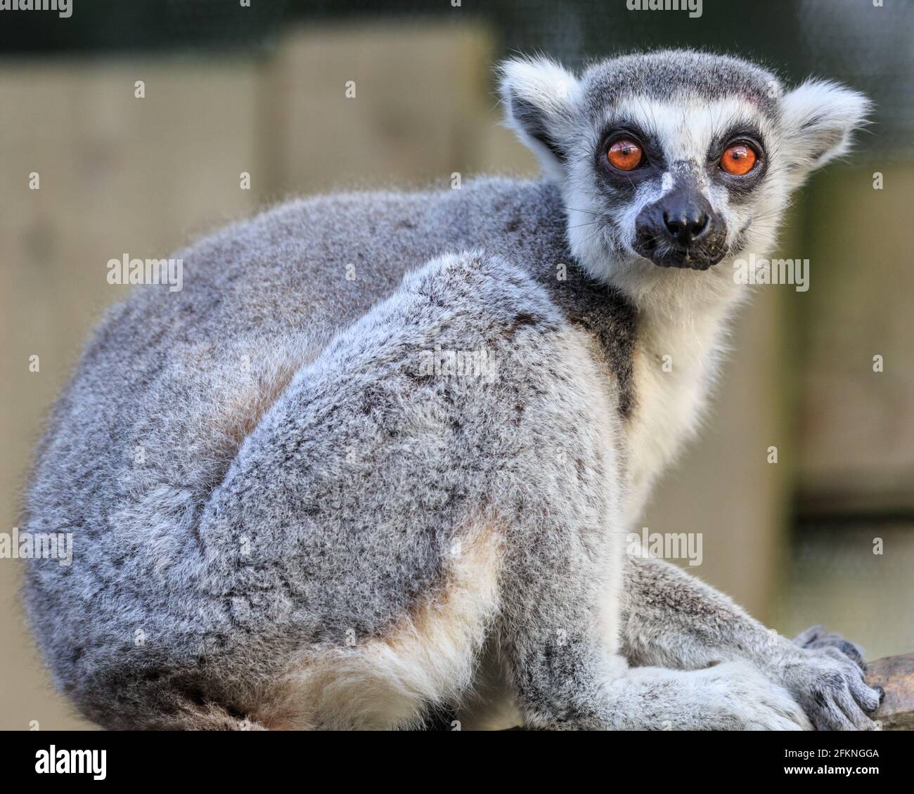 Lemur Animal