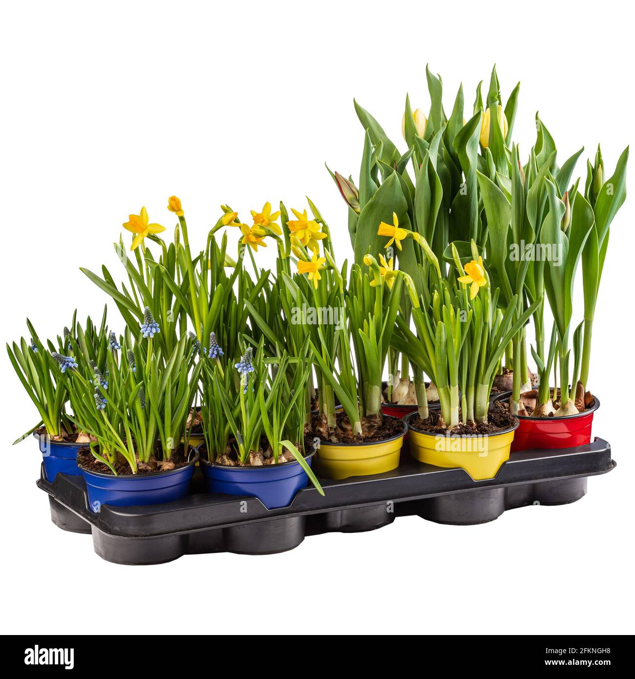 Mix of spring flowers ready for sale, muscari, daffodil, tulip in ...