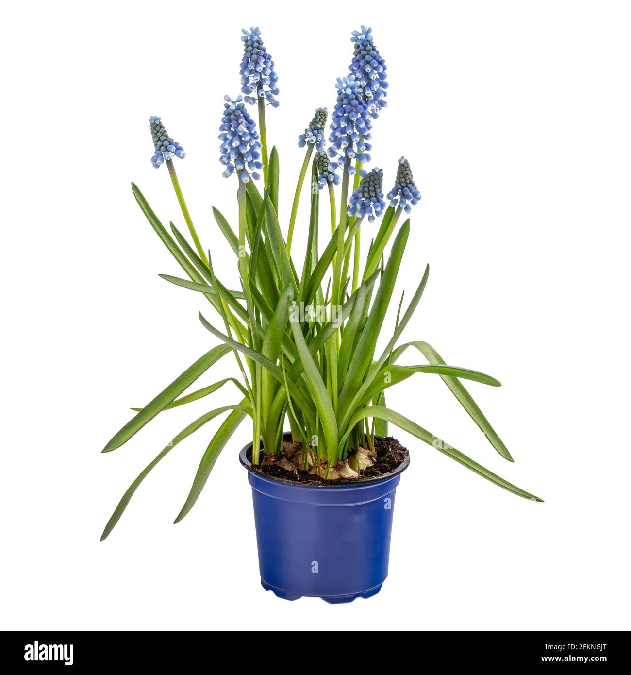 Blue muscari flowers in flowerpot isolated on white background. Grape ...