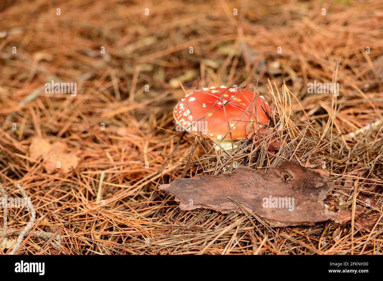 Autumn and a Fly agaric Toadstool bursts through the pine needles Stock ...