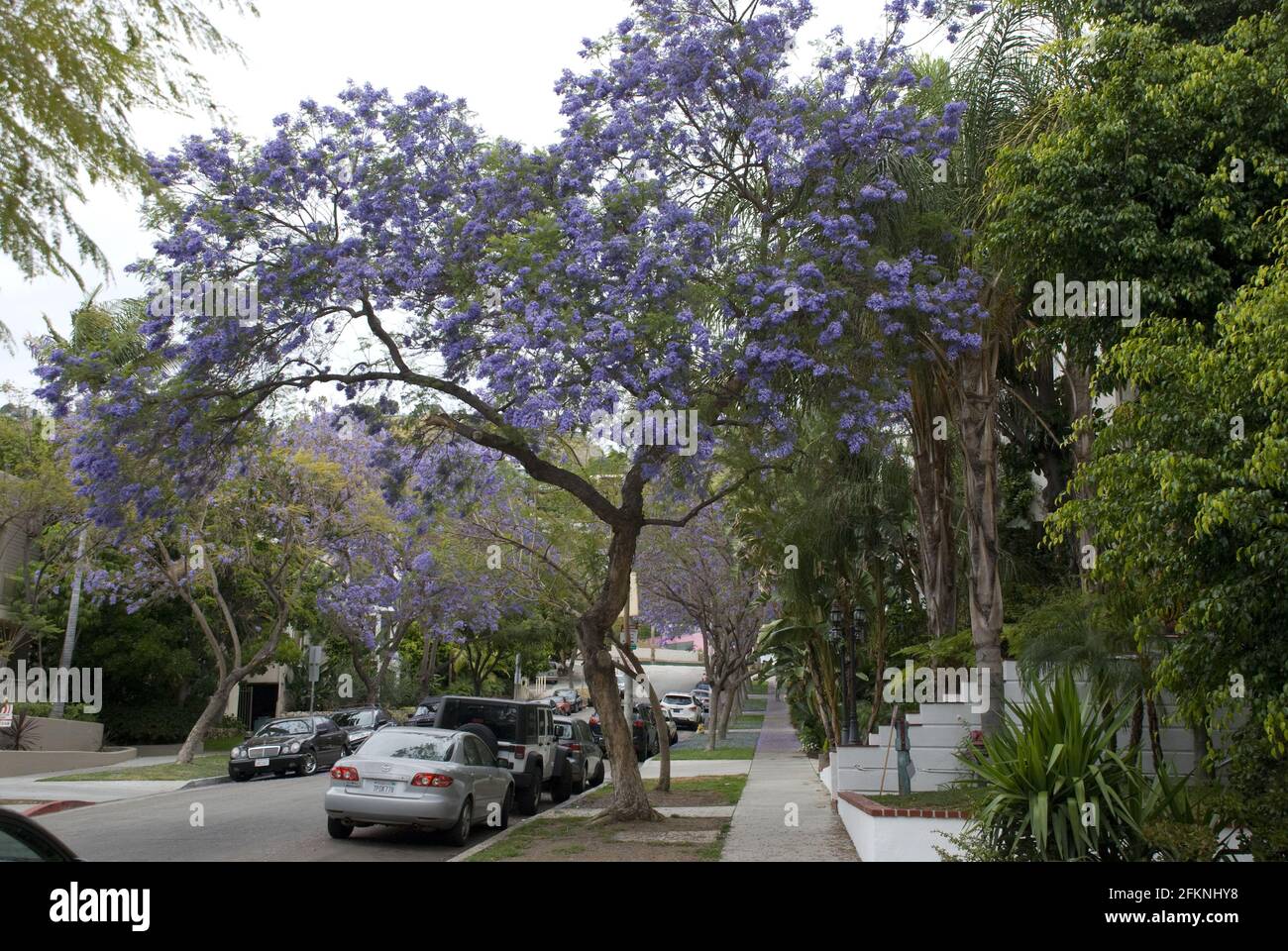 HOLLYWOOD, UNITED STATES - May 08, 2016: Hollywood street with ...