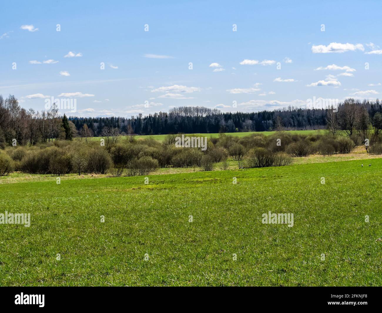 country landscape with green meadow and blue sky above. simple ...