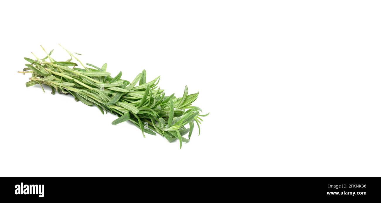 fresh sprig of rosemary with green leaves isolated on white background ...