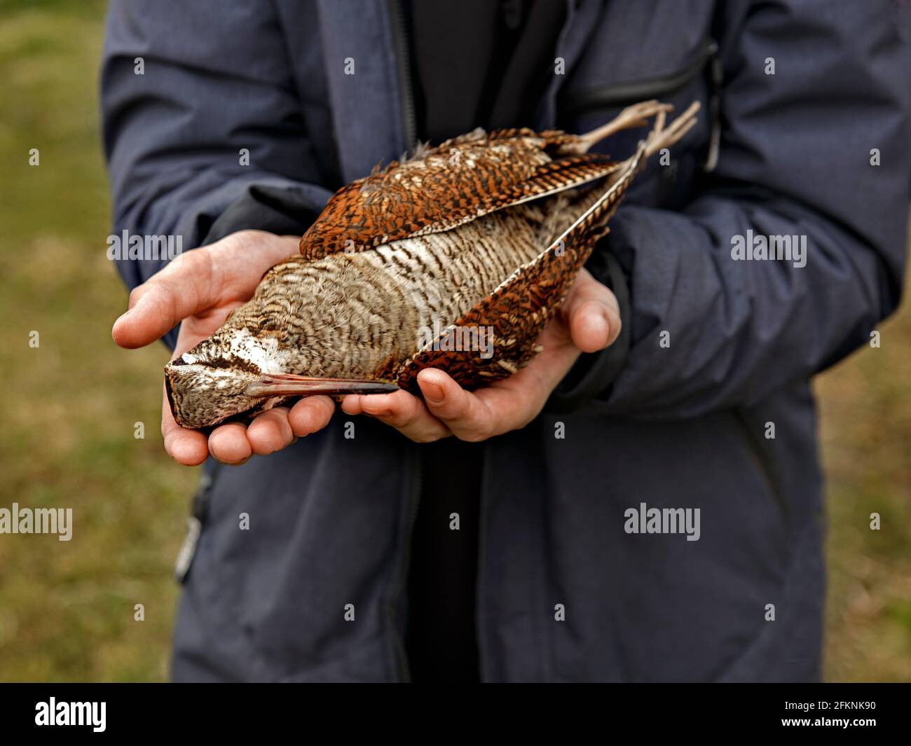 Man holds dead wild bird with colorful plumage. Hunter's prey Stock ...