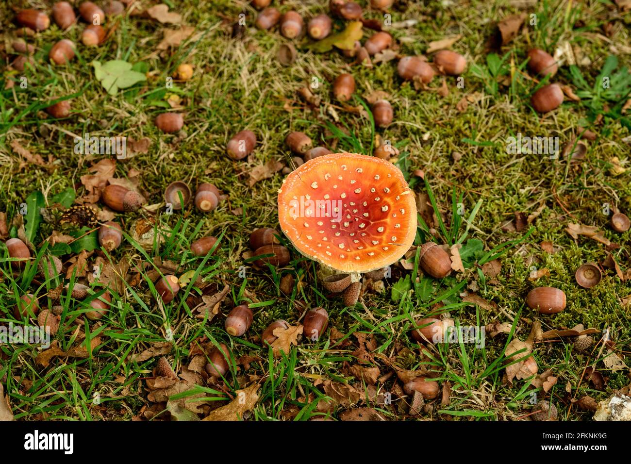 Autumn and a Fly agaric emerges amongst the fallen acorns Stock Photo ...