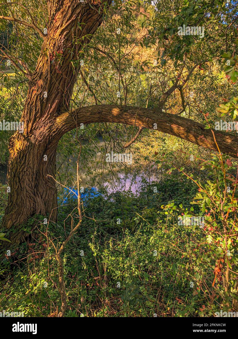 Tree trunk and branch framing a small pond Stock Photo - Alamy