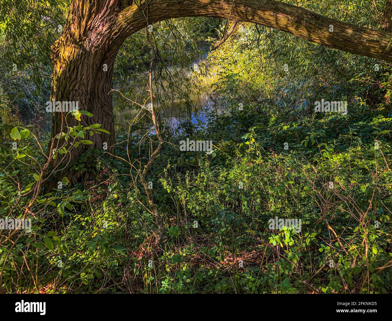 Tree trunk and branch framing a small pond Stock Photo - Alamy