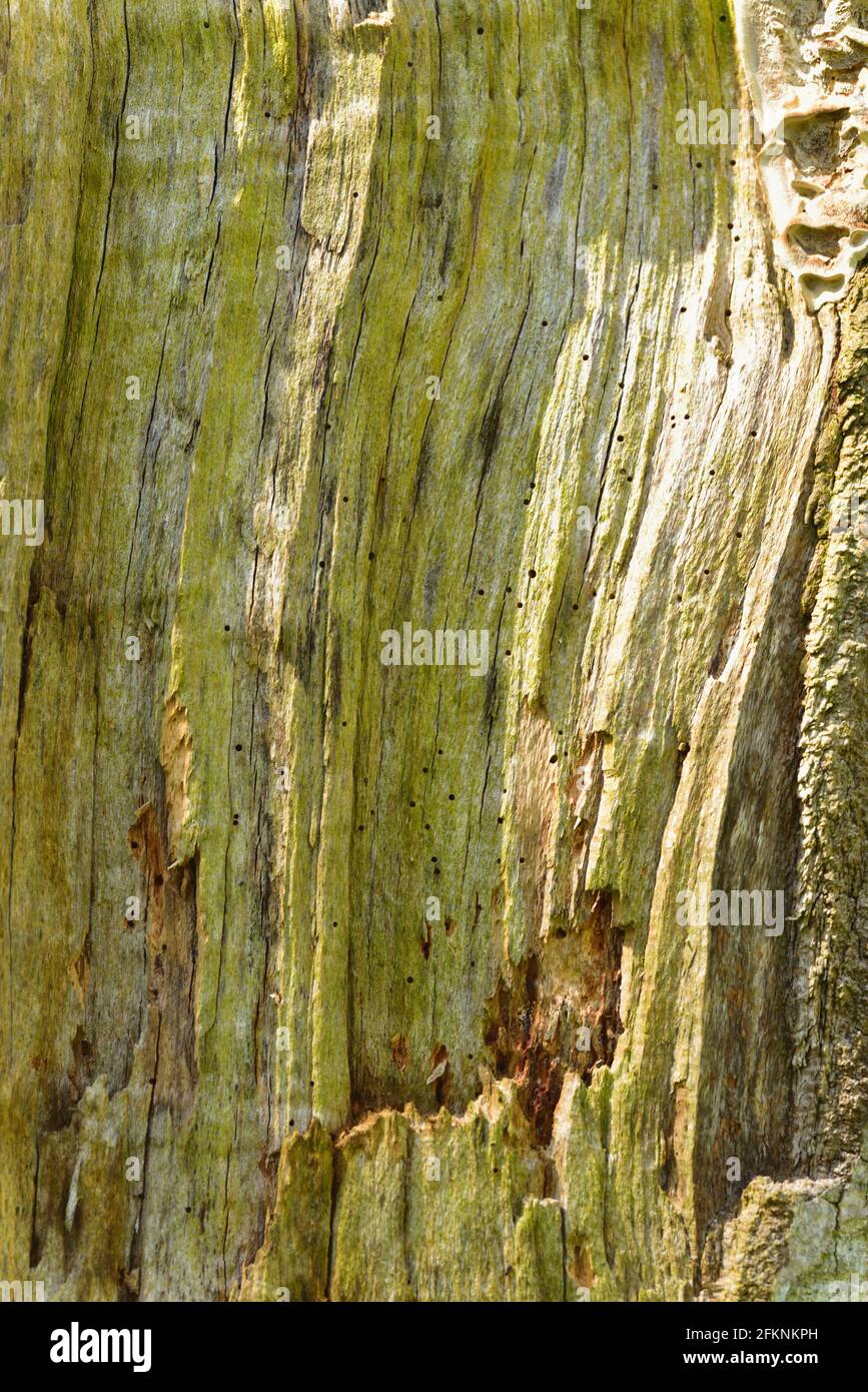 Image of a split tree trunk showing holes made by woodworm Stock Photo ...