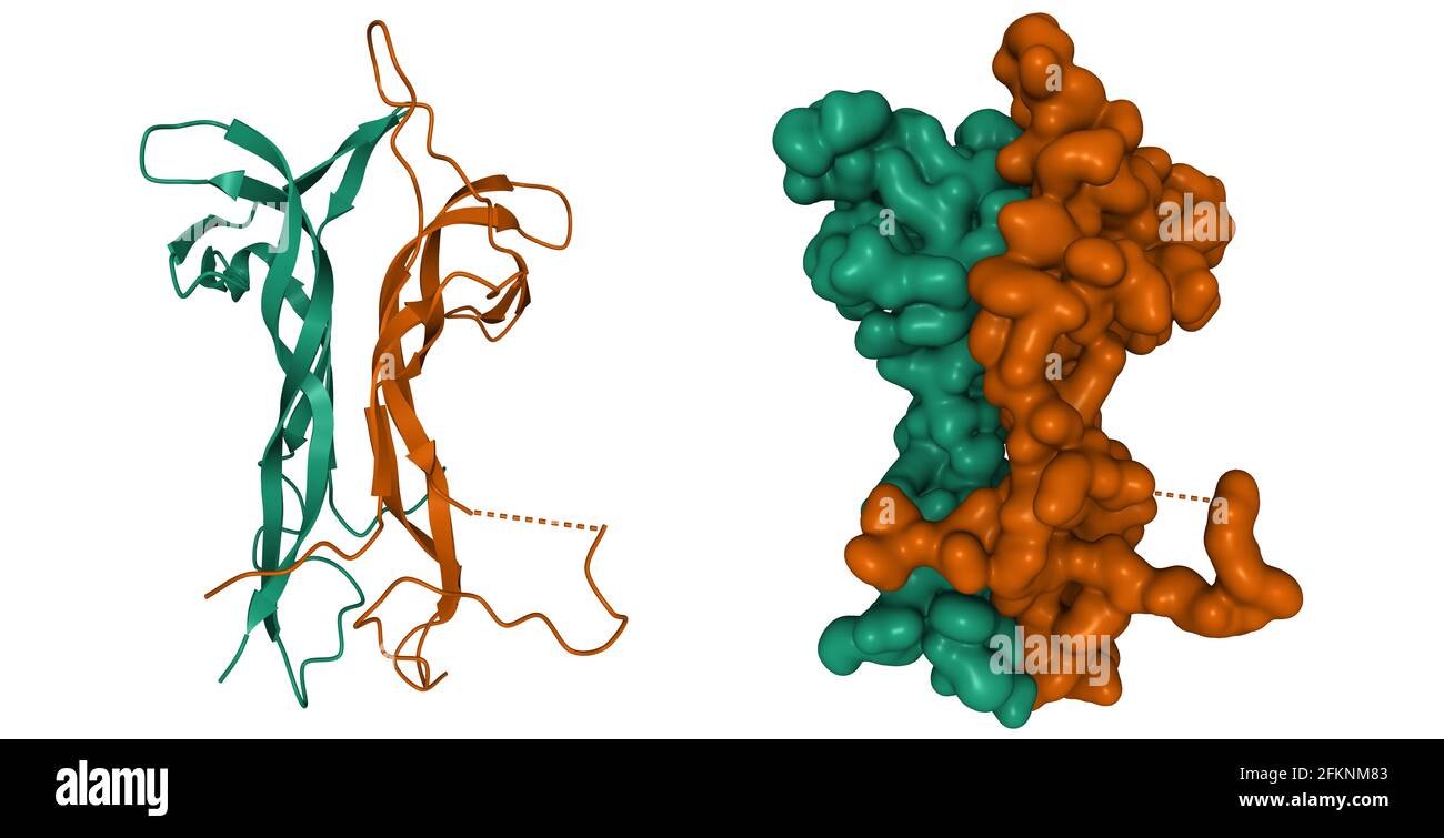 Structure of the brain derived neurotrophic factor (green ...