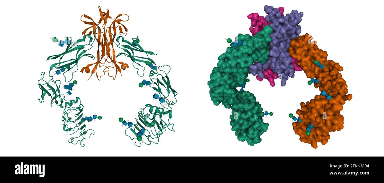 Structure of the extracellular segment of human TRKA in complex with ...