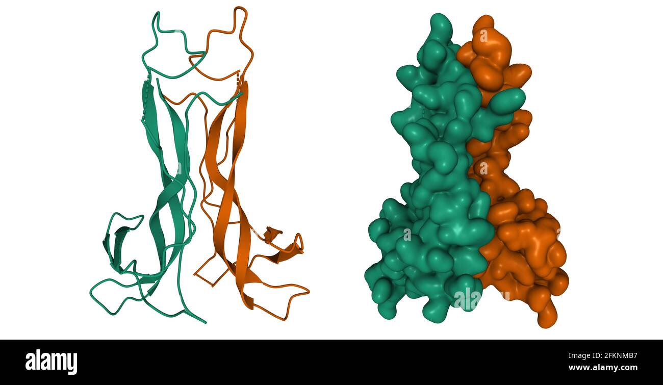 Structure of human neurotrophin-3, 3D cartoon and Gaussian surface ...