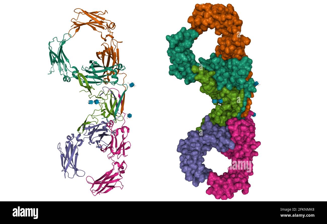 Structure of human dimeric immunoglobulin A, 3D cartoon and Gaussian ...