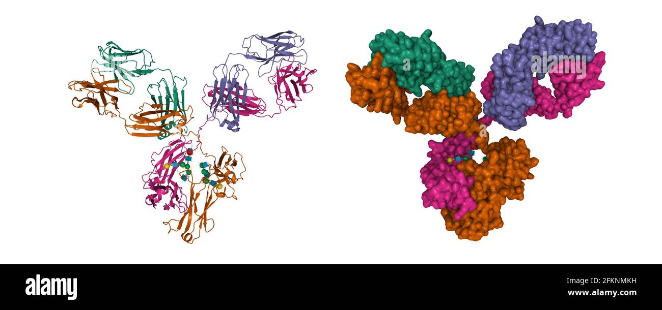 Antibody Structure 3d