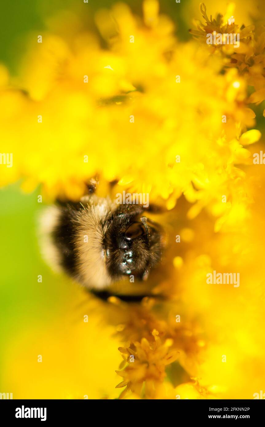 Mcarophotography hi-res stock photography and images - Alamy