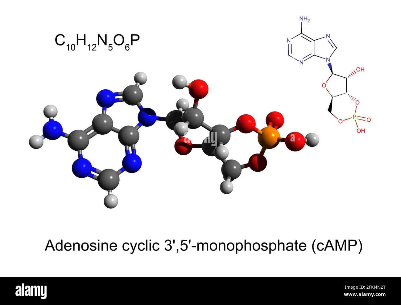 Chemical Formula Skeletal Formula And 3d Ball And Stick Model Of Cyclic Adenosine Monophosphate