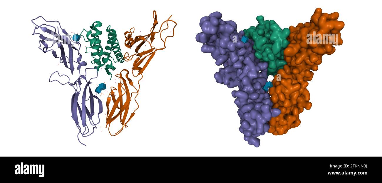 Ternary structure of human interleukin-20 (green) in complex with its ...