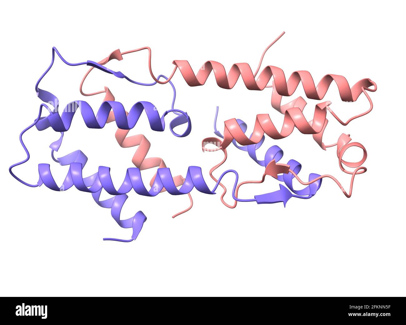 Structure of the human interleukin-5 homodimer, 3D cartoon model. white ...
