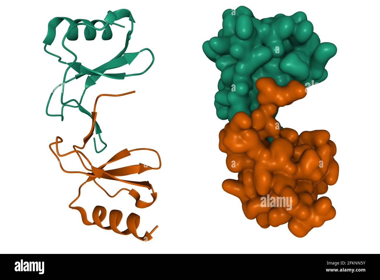 Structure of CC chemokine ligand 5 (CCL5) dimer, 3D cartoon and ...