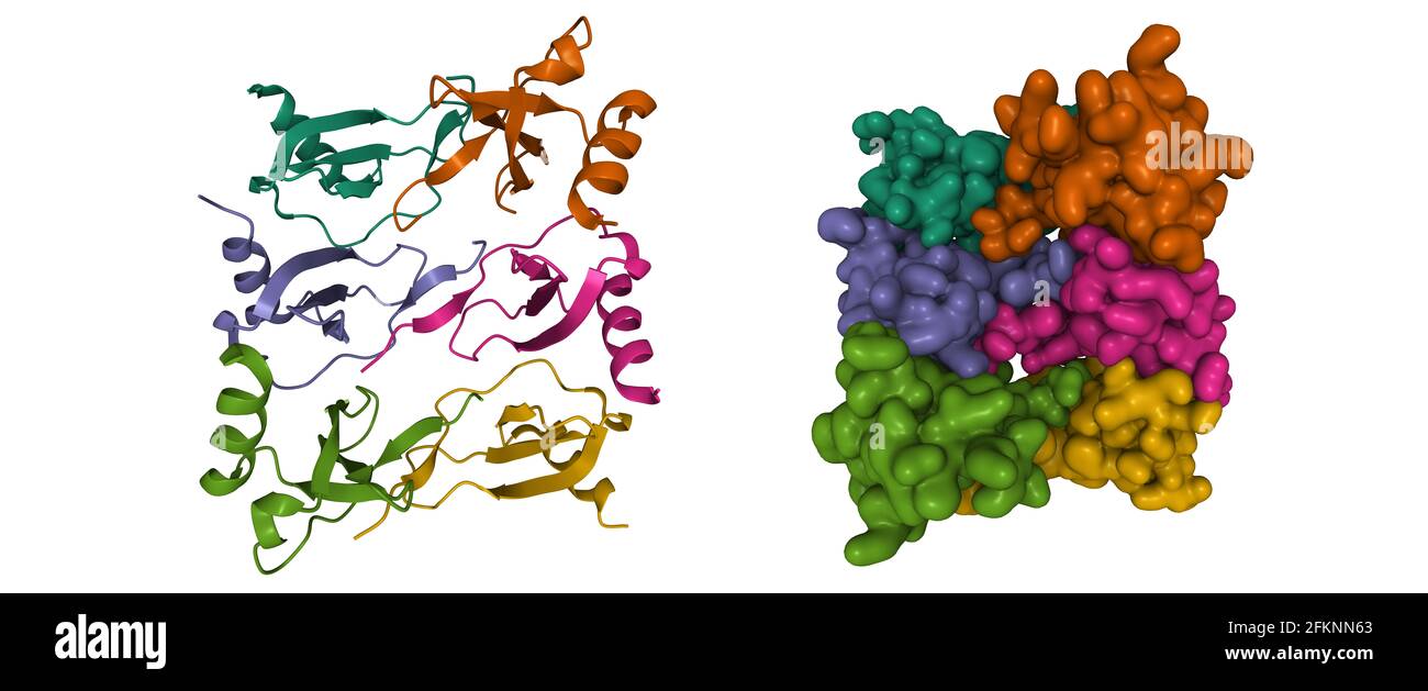 Structure of CC chemokine ligand 5 (CCL5), 3D cartoon and Gaussian ...