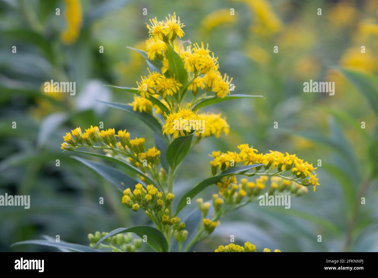 Blooming Solidago gigantea - Goldenrod, tall goldenrod, giant goldenrod ...