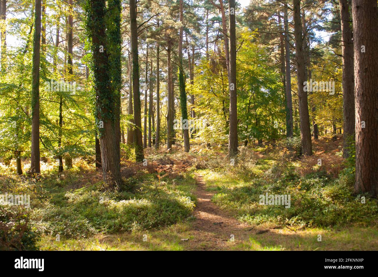 Woodlands in Exmoor National Park - John Gollop Stock Photo - Alamy