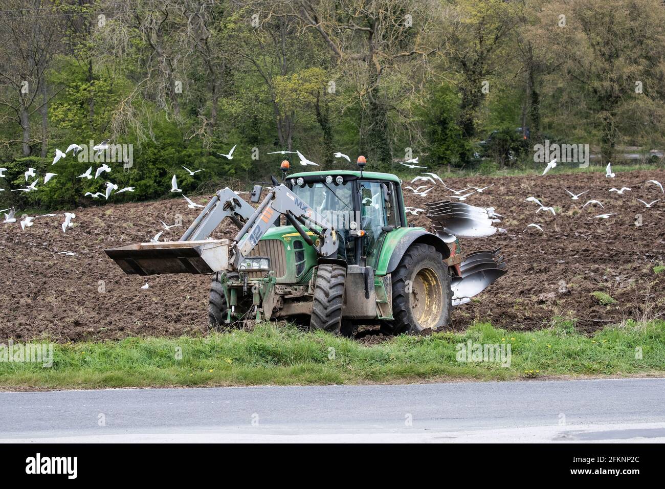 A large flock of Black Headed Gulls Chroicocephalus ridibundus follow a ...