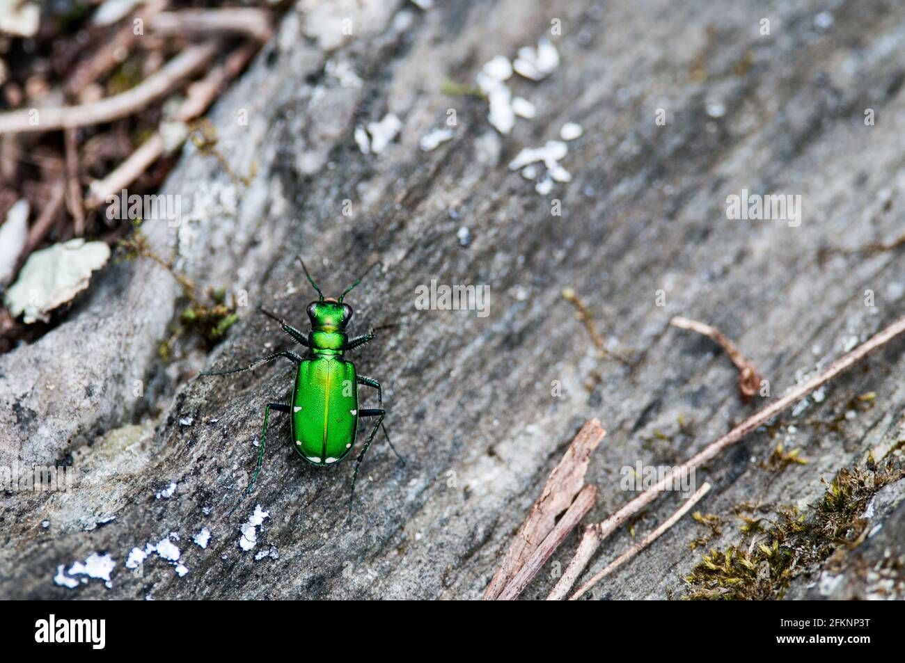 Green beetle on wood Stock Photo - Alamy