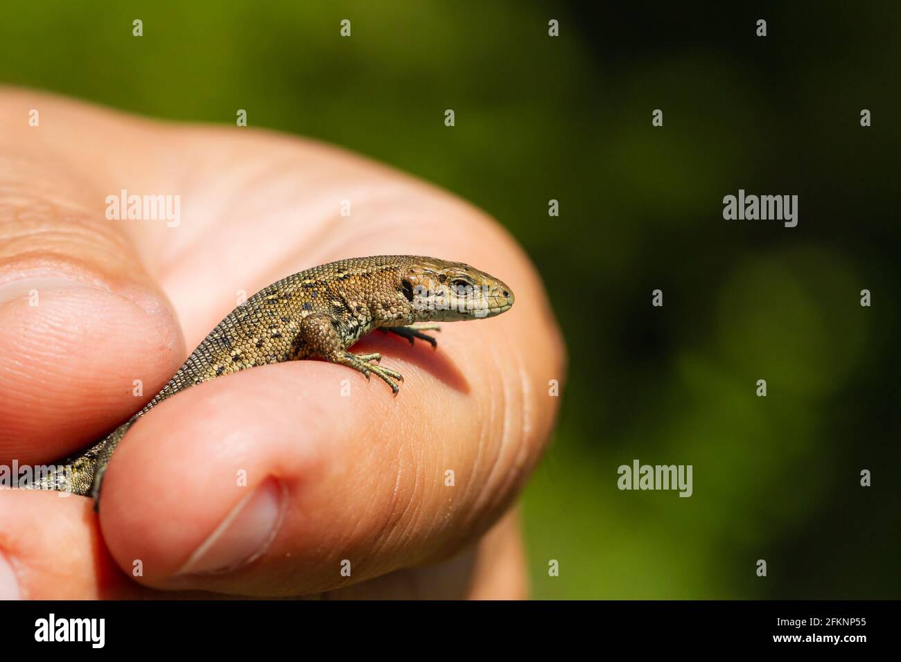 Male's hand holding a lizard on a blurry green background Stock Photo ...
