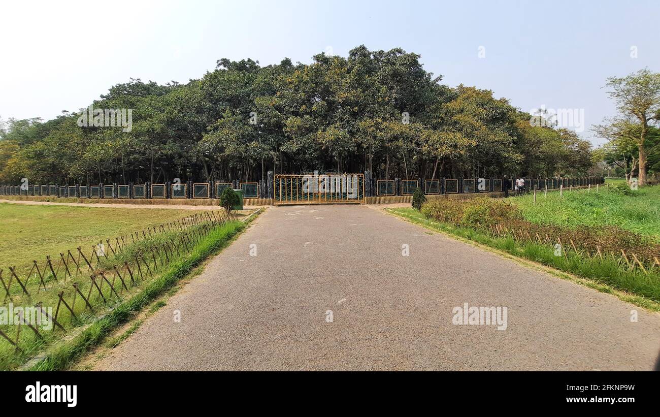 Great Banyan tree in Acharya Jagadish Chandra Bose Indian botanical ...