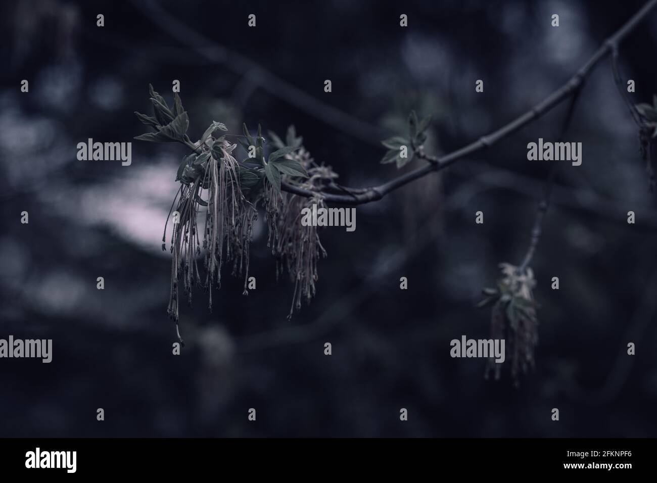 Seeds in hanging earrings of maple tree blooming flower and fresh new ...