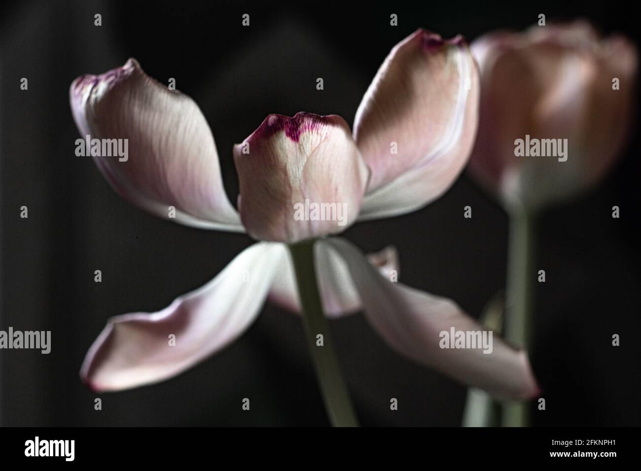 Tulip plants dead hi-res stock photography and images - Alamy