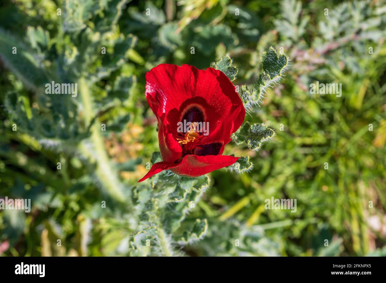 P rhoeas hi-res stock photography and images - Alamy
