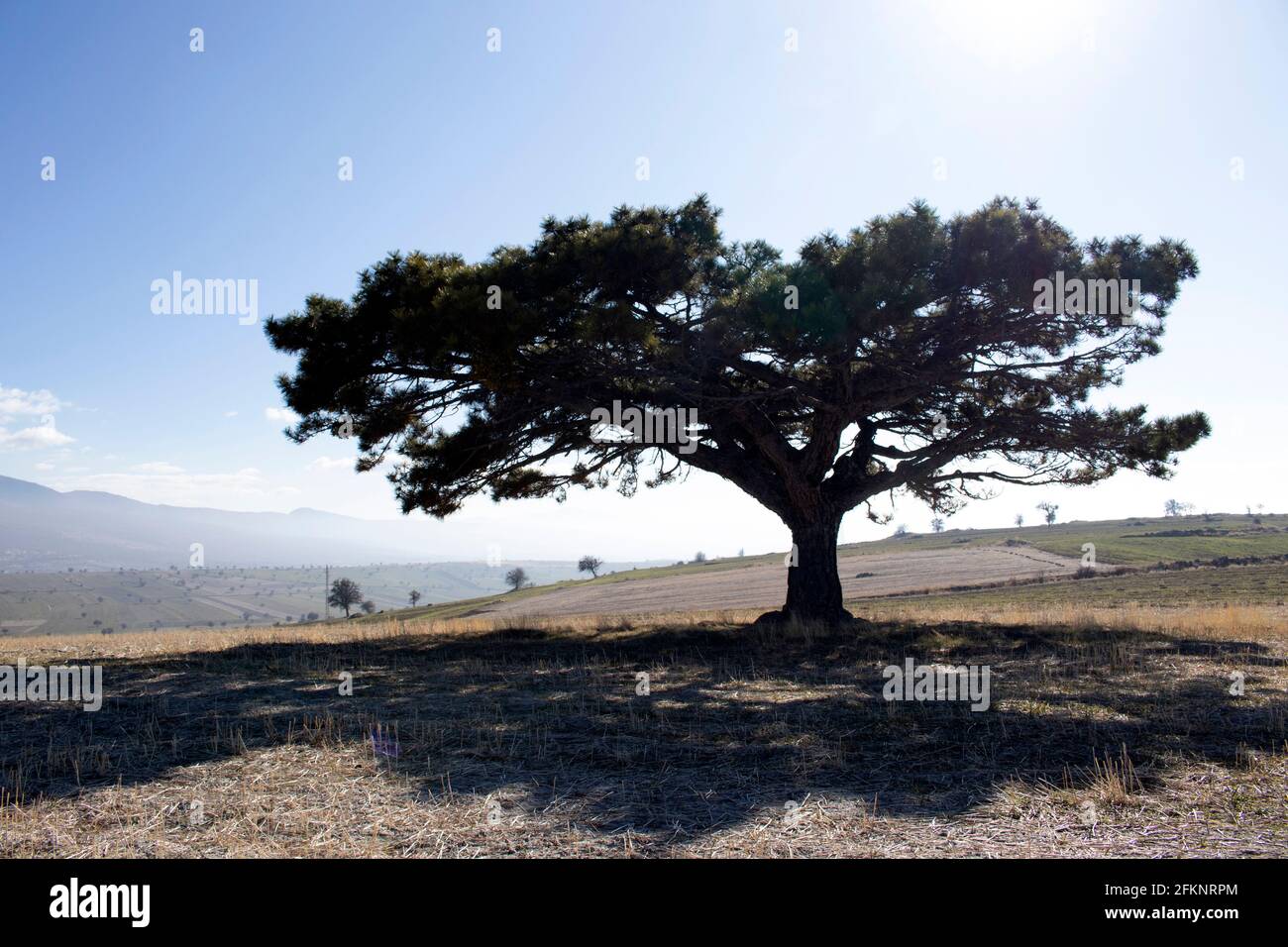 blue sky, mountains and juniper tree Stock Photo - Alamy