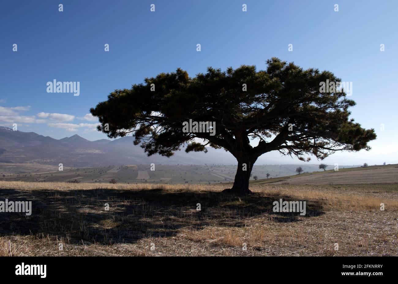 blue sky, mountains and juniper tree Stock Photo - Alamy